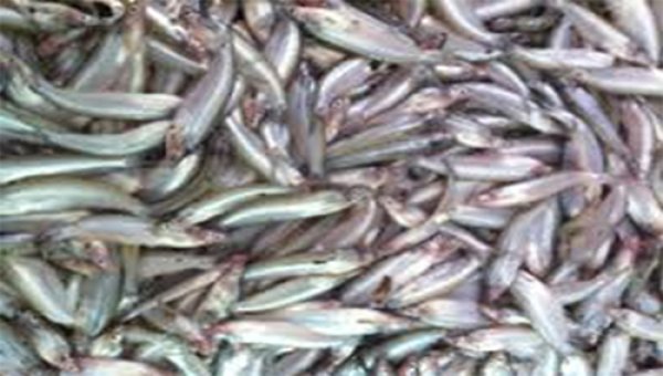 BATASHI 250g / バタシ - PADMA HALAL FOOD