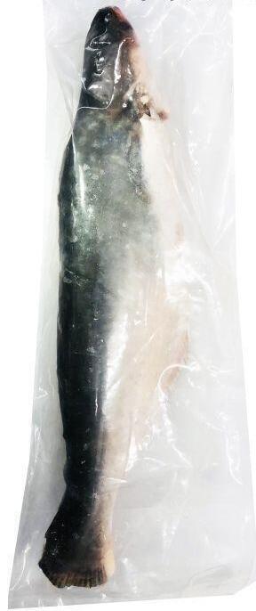 PANGUSH WHOLE CUT 4kg UP(880yen/kg) / パンガシホールカット [BANGLADESH / バングラデシュ ...